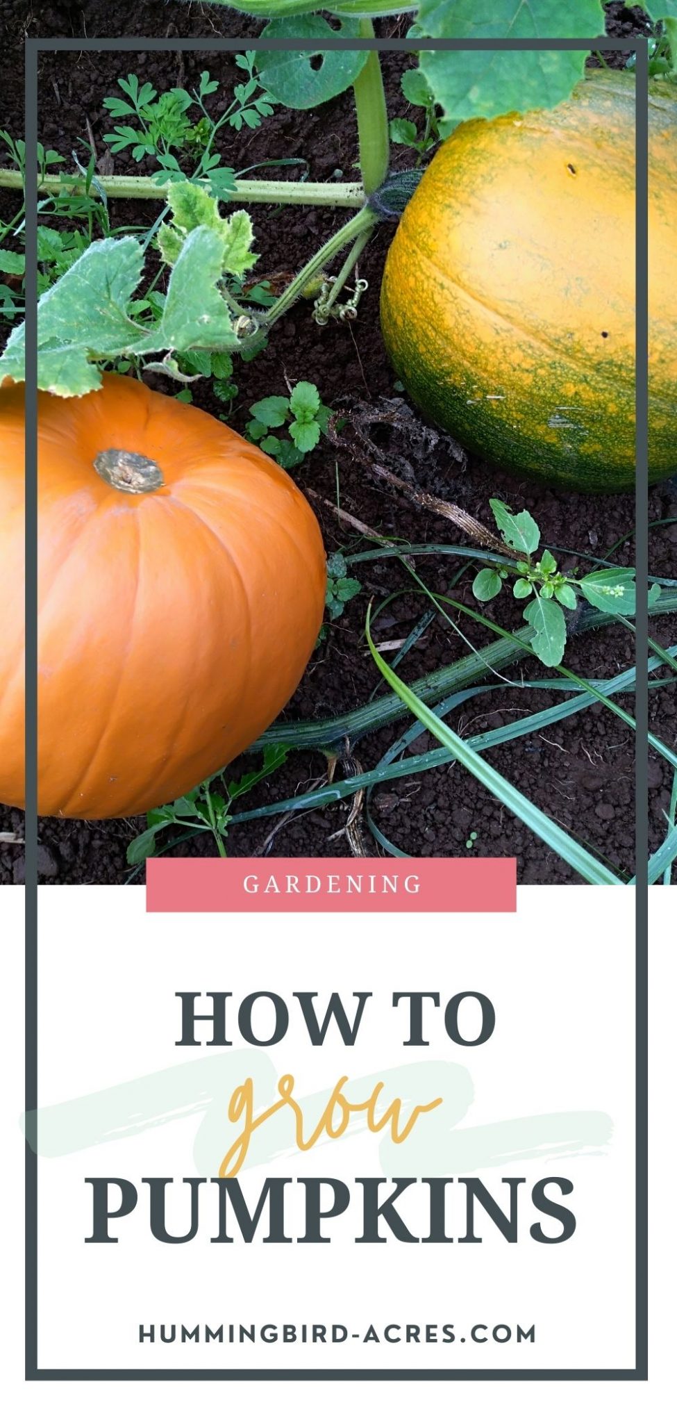 How to Grow Pumpkins in Your Garden - Hummingbird Acres